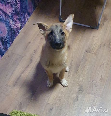 Щенок мальчик бесплатно