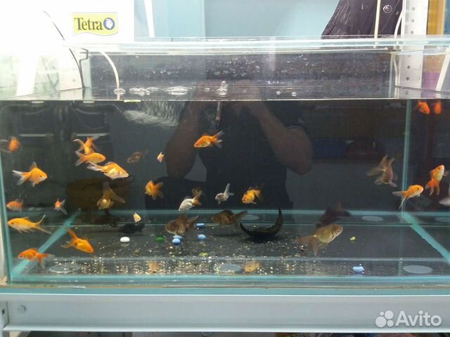 Рыбки реукины,телескопы, оранда