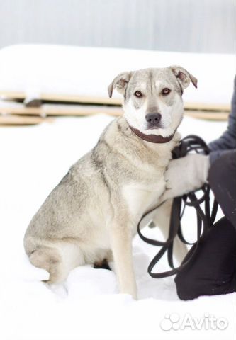 Молодая и ласковая собака в добрые руки