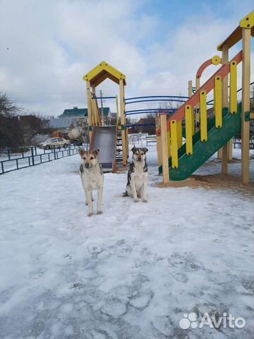 Красивые умные собаки