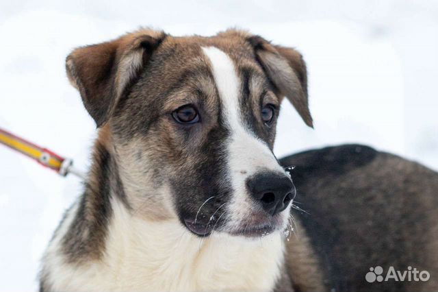 Потрясающий Патрик (щенок)