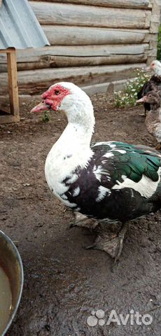 Утка мускусная. Обмен селезнями