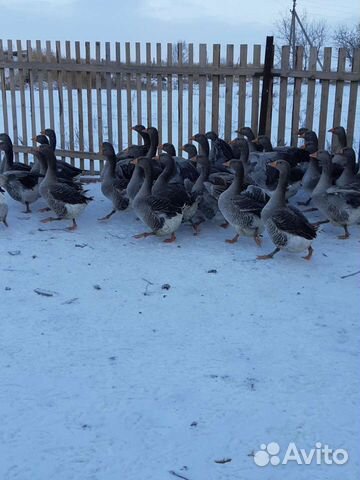 Гуси Уточки Бройлер