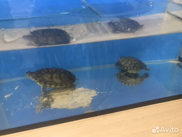 Красноухие черепахи