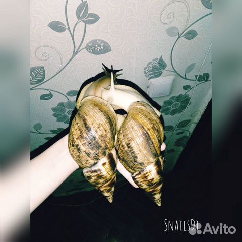 Улитки ахатины
