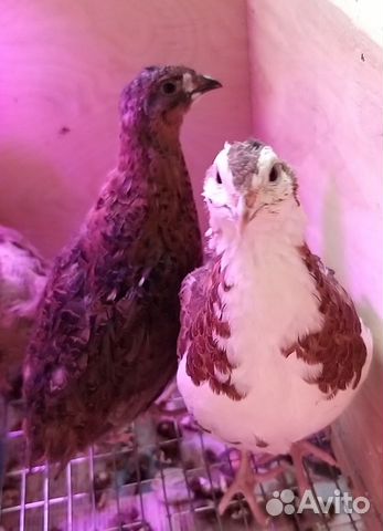 Инкубационное яйцо перепела Селадон