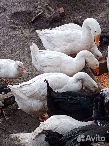 Цыплята суточные, гуси, индоутки