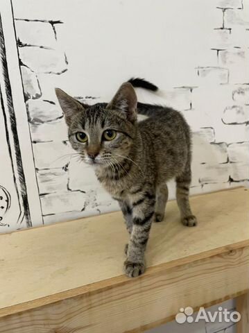 Супер-котёнок)