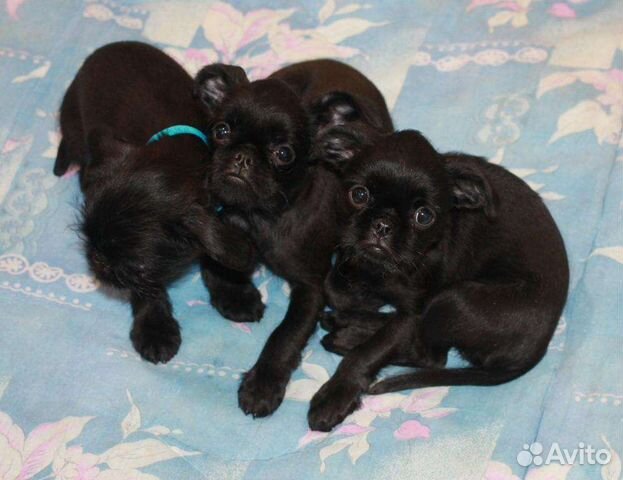 Бельгийские гриффошки