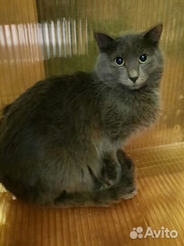 Дымчатый котик