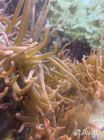 Морской анемон/актинии