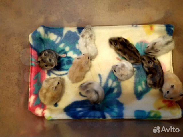 Разноцветные джунгарские хомяки, клетки, шары