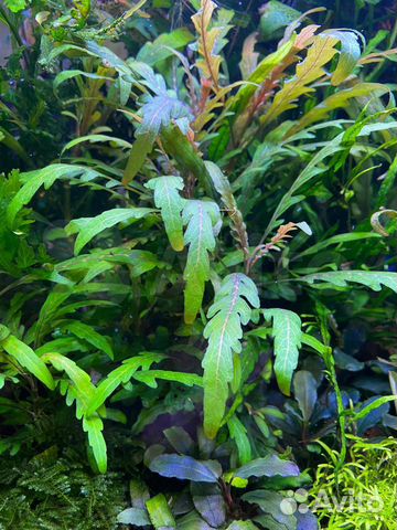 Продам аквариумные растения гигрофила пиннатифида