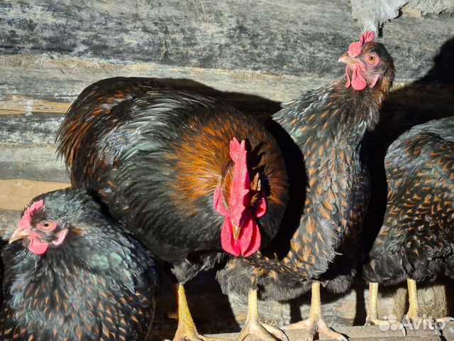 Инкубационное яйцо Барневильдер золото