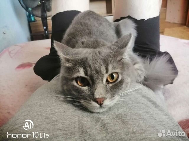 Кот на вязку