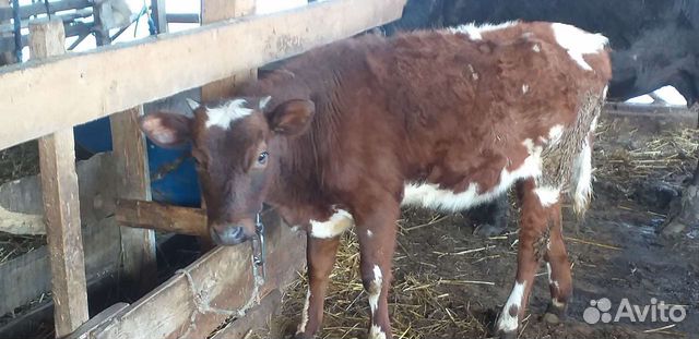 Бычки и телок
