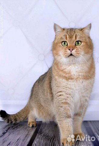 Шотландский кот и кошки в драгоценных окрасах