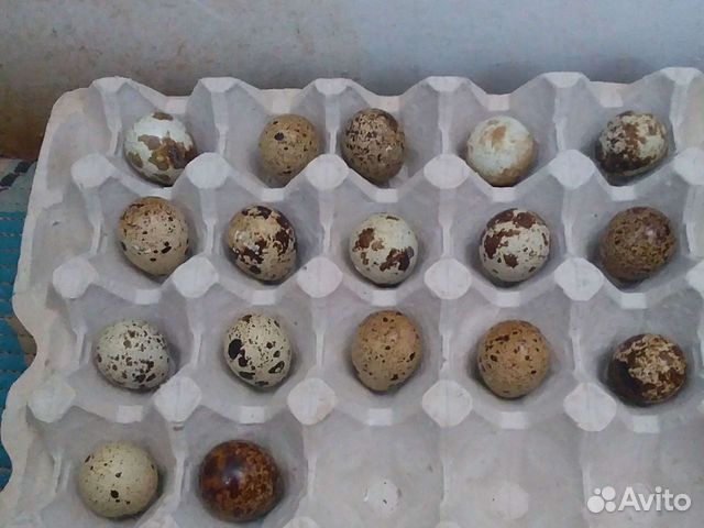 Яйцо перепелинное. Куринное