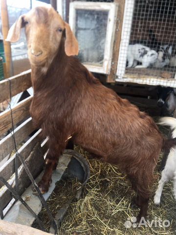 Нубийский козел жених