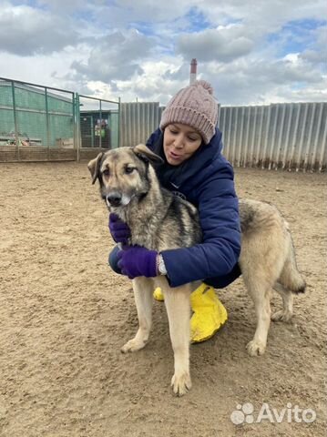 Лучший из лучших, собака в добрые руки