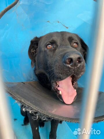 Бадди ищет домик