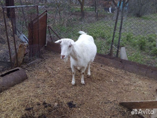 Коза дойная
