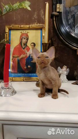 Циннамоночка