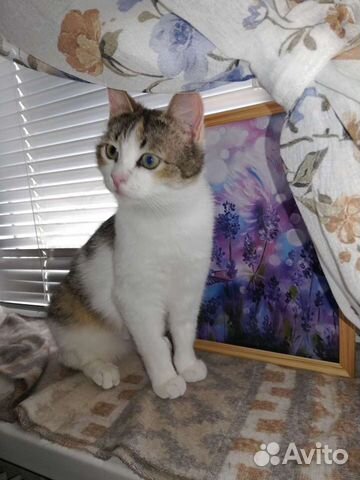 Кошка в дар