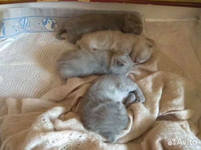 Британские котята