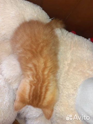 Красный шотландский котик скоттиш страйт