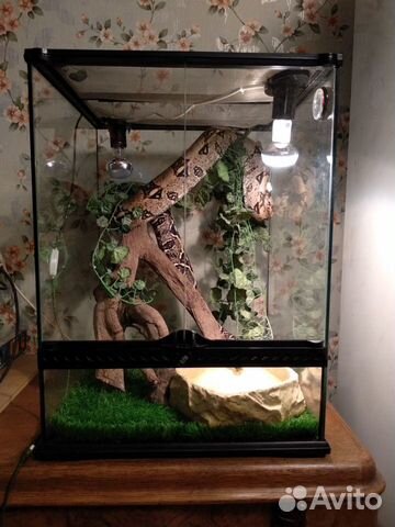 Императорский удав с террариумом