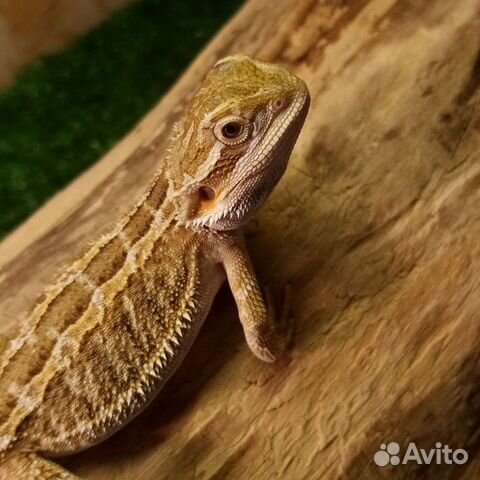 Бородатая агама