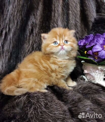 Очаровательная шотландская леди