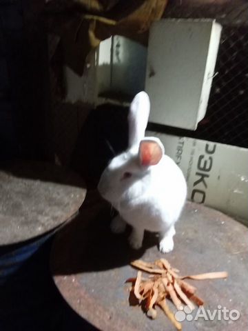 Кролы взрослые