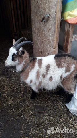 Продается козачка