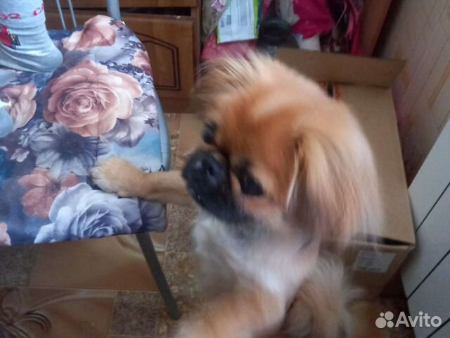 Вязка пекинес