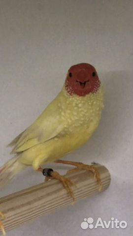 Тростниковый Астрильд