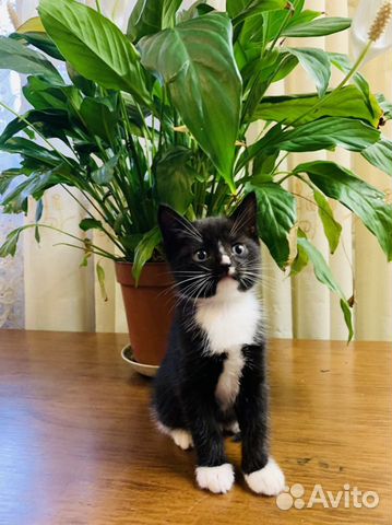 Ласковые котятки)