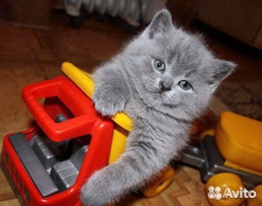 Клубные британцы и кот для вязки