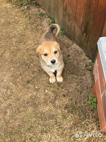 Щенки в добрые руки