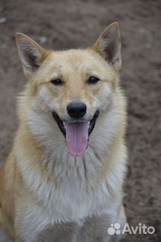 Метиска лайки в дар