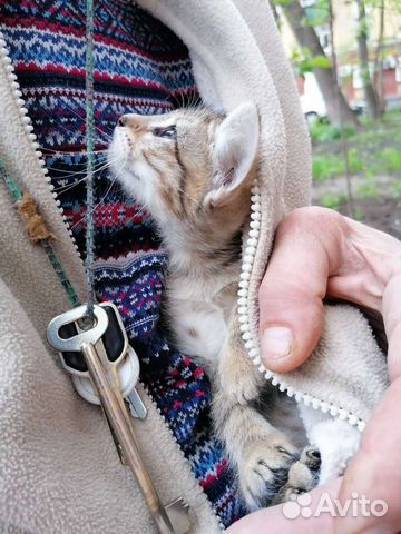 Котенок