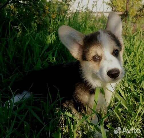 Вельш корги пемброк кобель