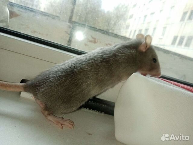 Крыса
