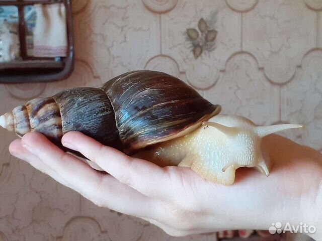 Улитки ахатины