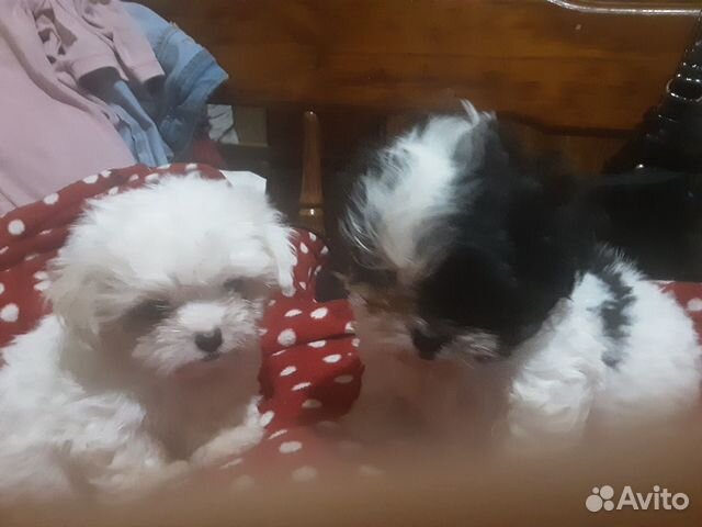 Щенки балонки