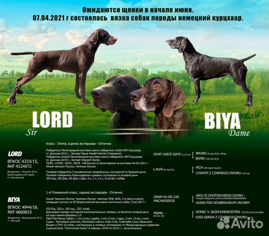 Щенки Курцхаара