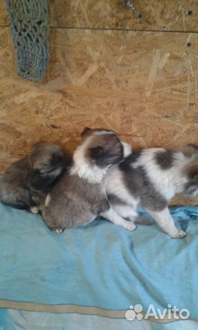 Щенки шпица