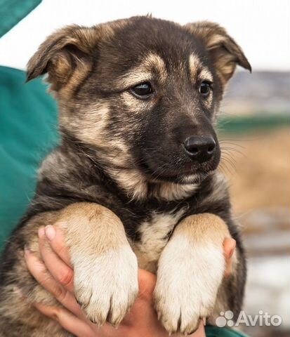 Соня ищет дом