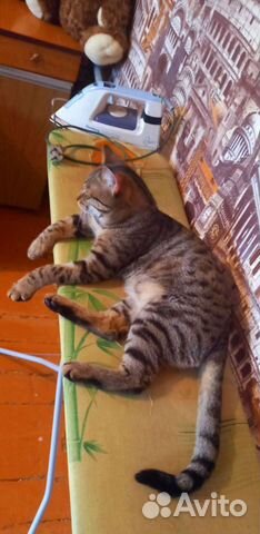 Египетская мау